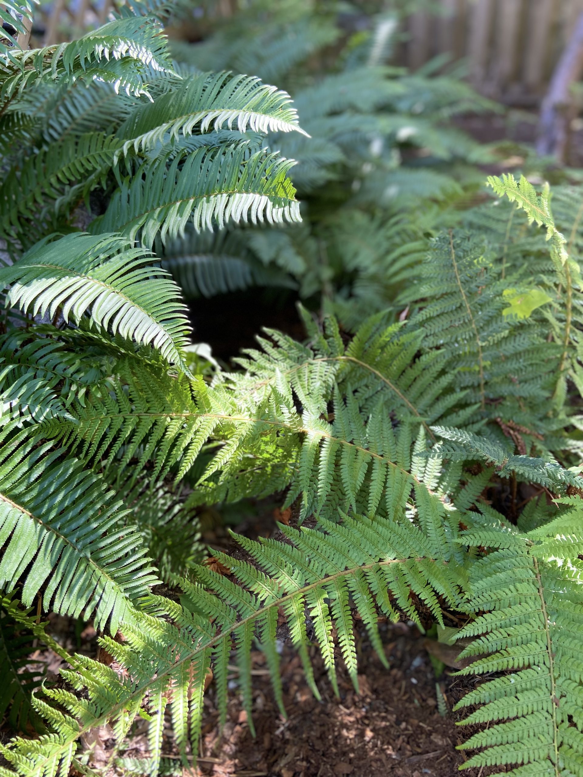 Greening Up With Landscaping Ground Covers
