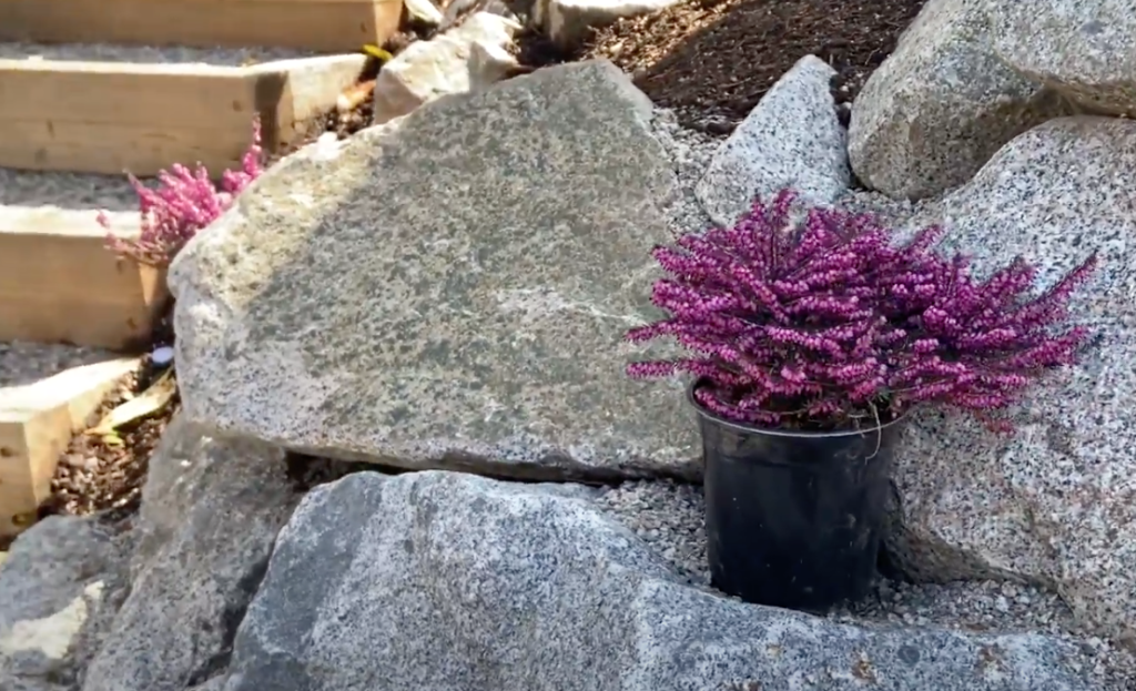 Greening Up With Landscaping Ground Covers